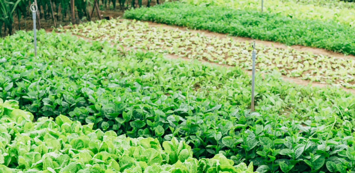 Popular Crop Based Technologies